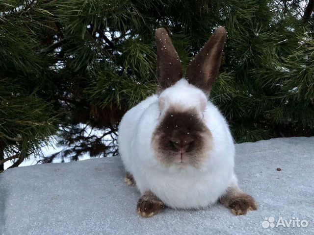 Калифорнийские кролики