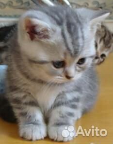 Мрамор на серебре котик Федя