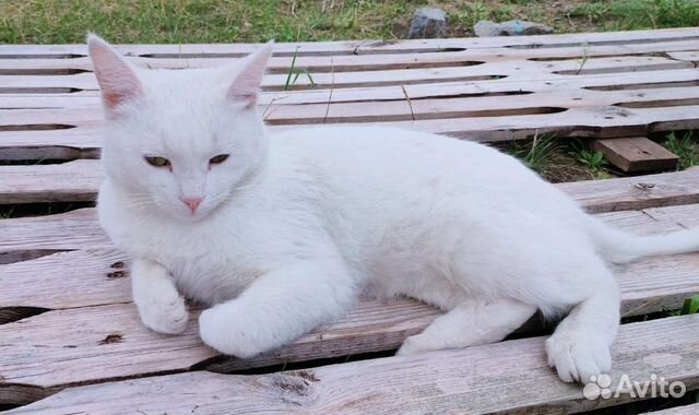 Чудесный котик В добрые ручки