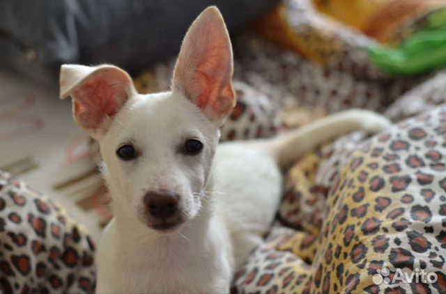 Собака в добрые руки отдам бесплатно