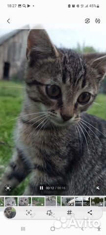 Котята в добрые руки