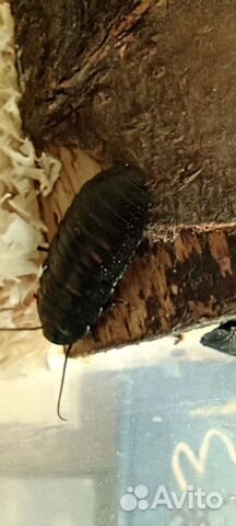 Мадагаскарский таракан