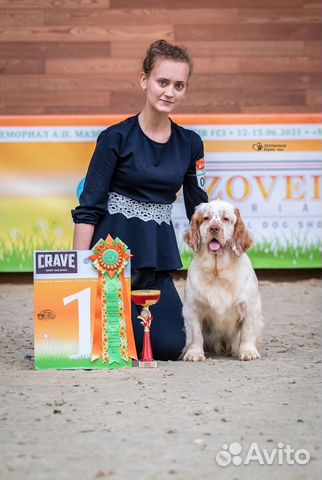 Кламбер Спаниель