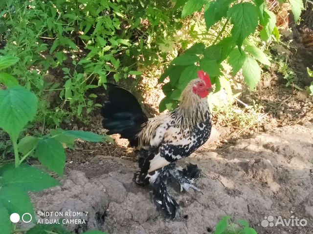 Петух мильфлер