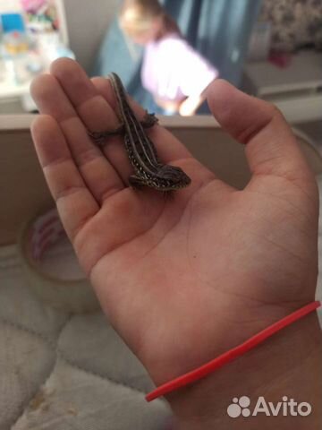 Ящерица ручная вместе с террариумом