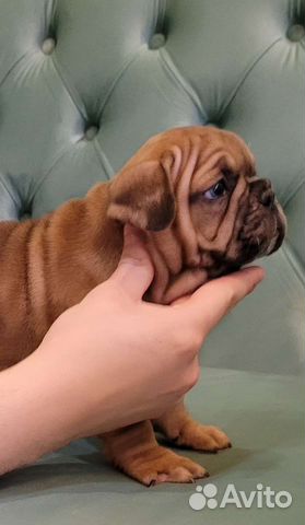 Француженка