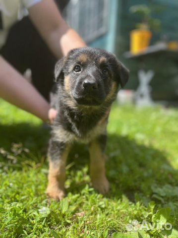 Щенок немецкой овчарки