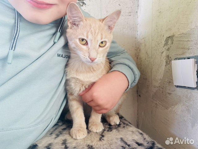 Кошка