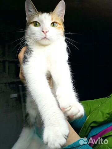 А вот кому счастья трехцветного