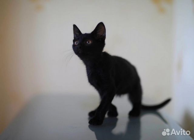 Котёнок для любителей Булгакова)