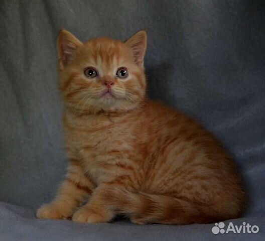 Британский котенок