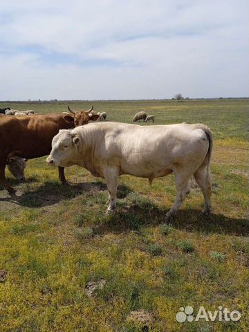 Продам Симентальского быка