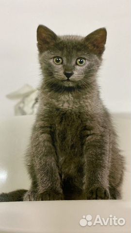 Котятки 3 мес красивые