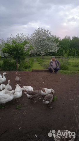 Утята Агидель