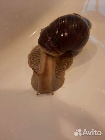 Улитк ахатин