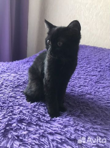 Отдам кошечку Британка, 6 месяцев
