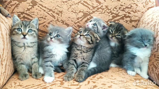 Продам шотландских котят