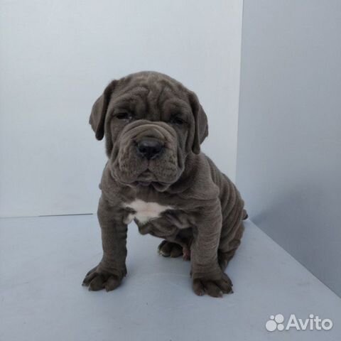 Предлагаем к продаже щенка неаполитанского мастифа