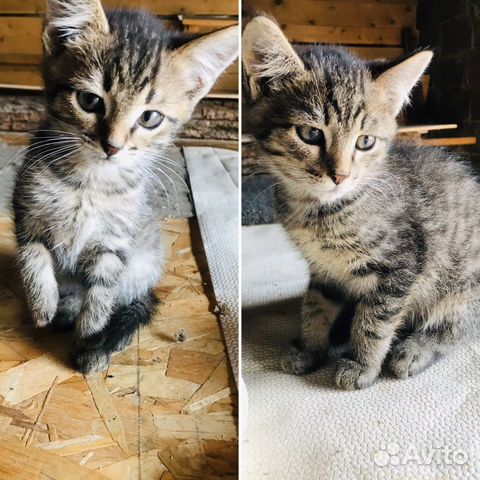 Котата (девочки)