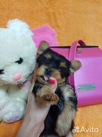 Йоркширский терьер щенки девочки mini