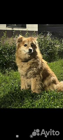 Нашли собаку, кто потерял собаку