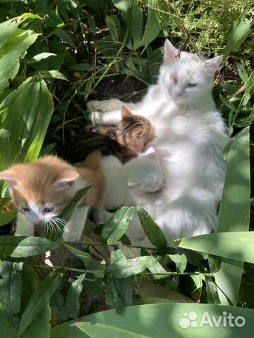 Отдам в хорошие руки котенка