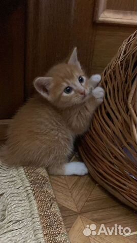 Котятки в добрые предобрые руки