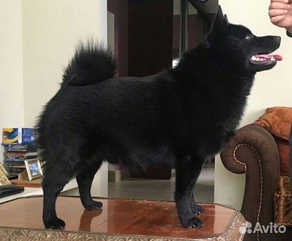 Вязка Шипперке (Схипперке)