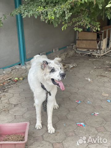 Помесь кавказской овчарки и алабая