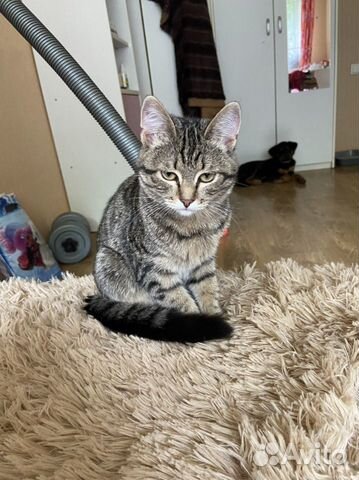 Котенок бесплатно в хорошие руки