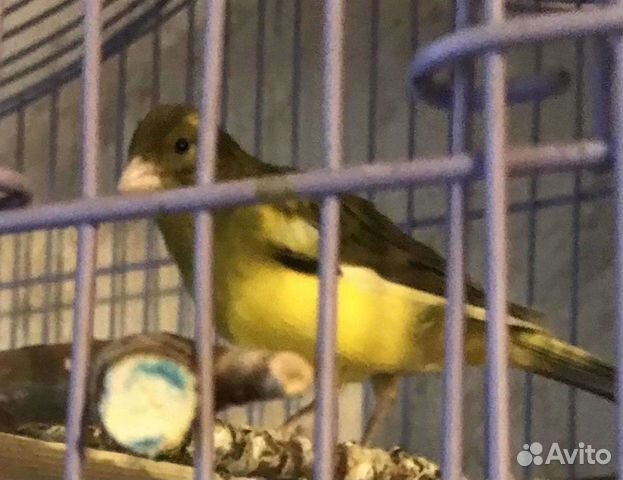 Кенар суперпоющий