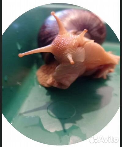 Улитки ахатины