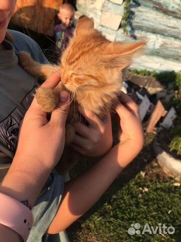 Отдам бесплатно