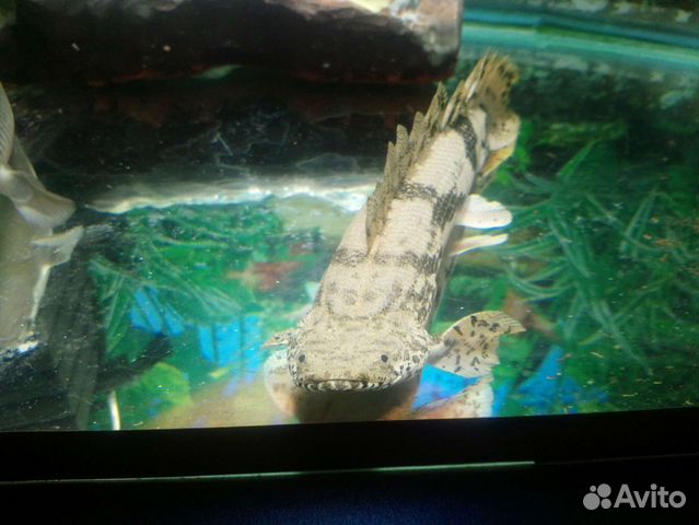 Аквариумные рыбки