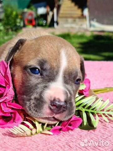 Стаффордширский терьер