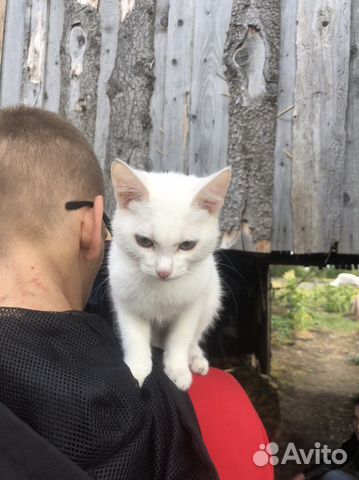 Кот