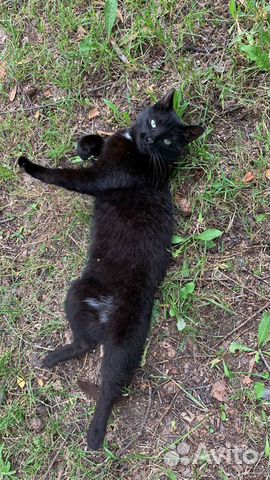 Котик ищет дом