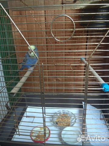 Попугай чех1.5мес