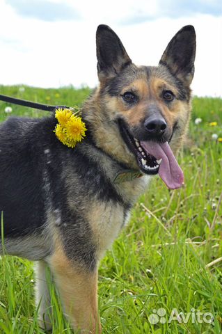 Метис овчарки