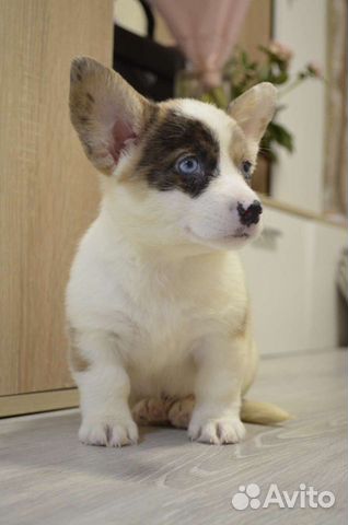 Голубоглазая девочка Вельш-корги кардиган