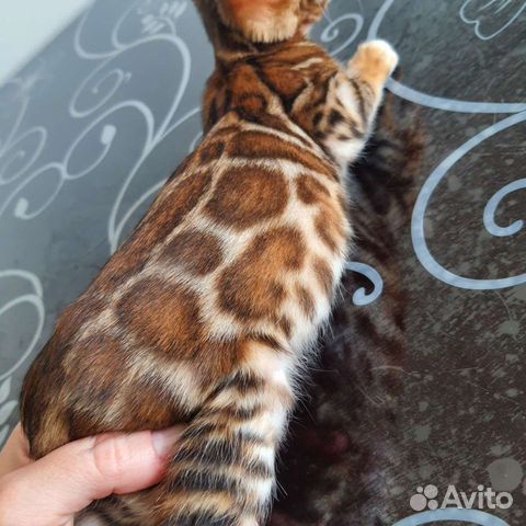 Бенгальская кошка