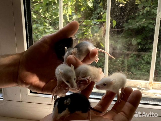 Крыса дамбо