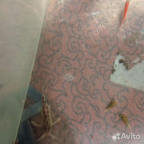 Рыбки данио, сомик