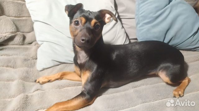 Той-терьер щенки