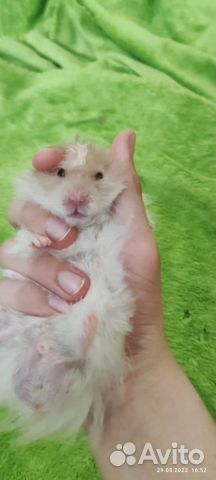 Сирийский хомяк с клеткой