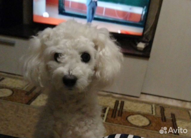 Потерялся пудель