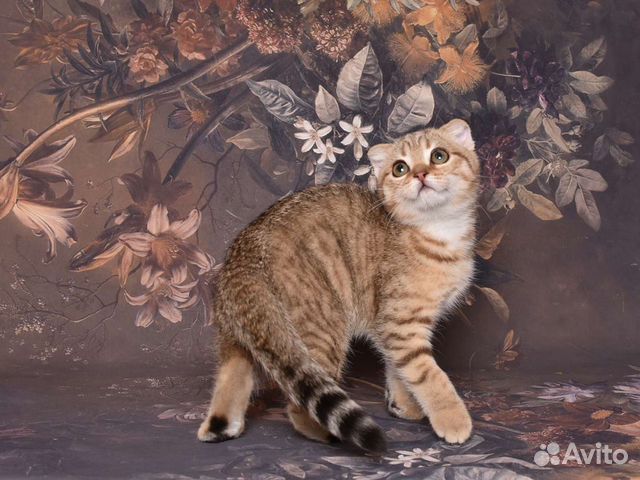 Девочка скоттиш килт