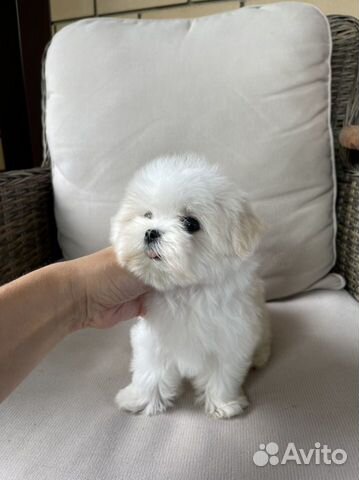 Мальтийская болонка mini