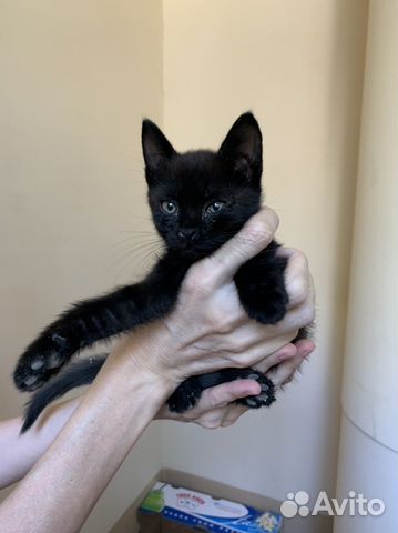 Котенок девочка