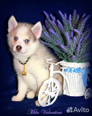 Помски голубой мерле